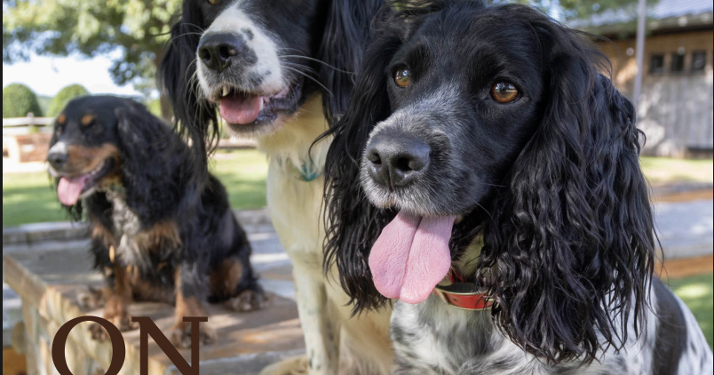 Foothills magazine: Fall 2025 | Foothills Magazine | annistonstar.com