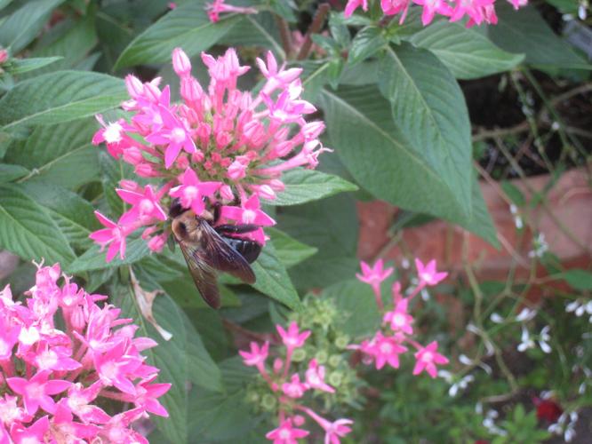 Tips for cultivating a bee-friendly garden | Home & Garden ...
