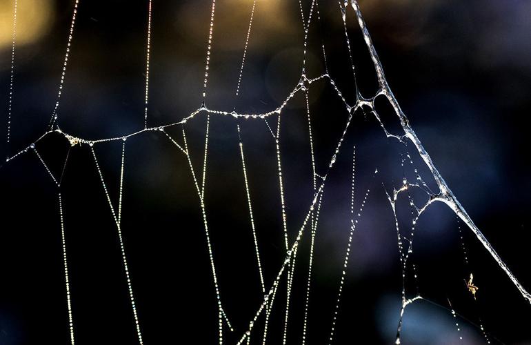 Dew catchers (photos) | The Daily Home | annistonstar.com