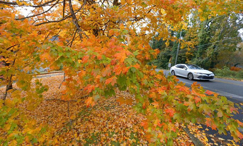 Photos: Fall Colors, Cheaha and Anniston | News | annistonstar.com