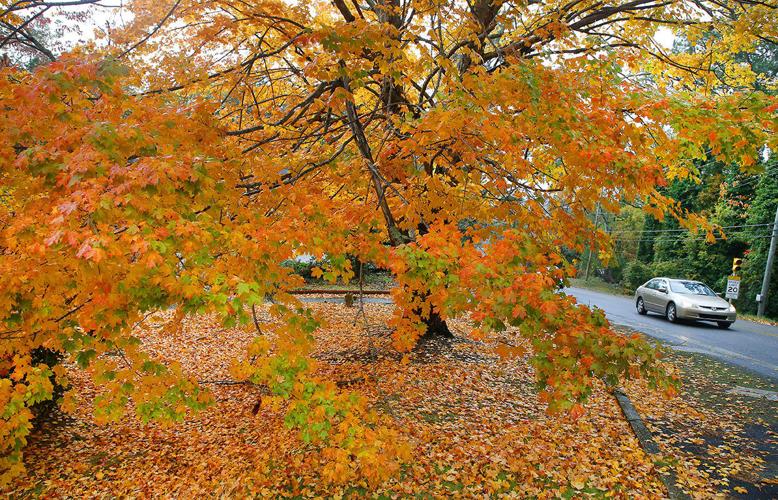 Photos: Fall Colors, Cheaha and Anniston | News | annistonstar.com