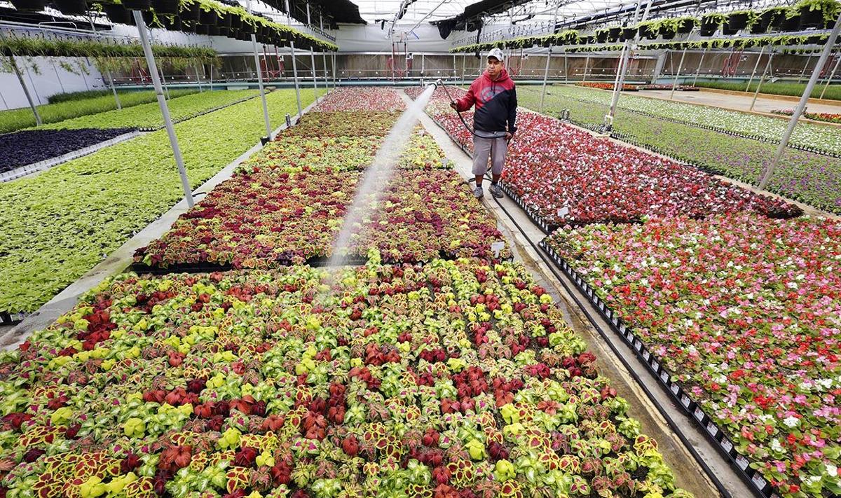 Photos: Greenway Plants in White Plains | News | annistonstar.com