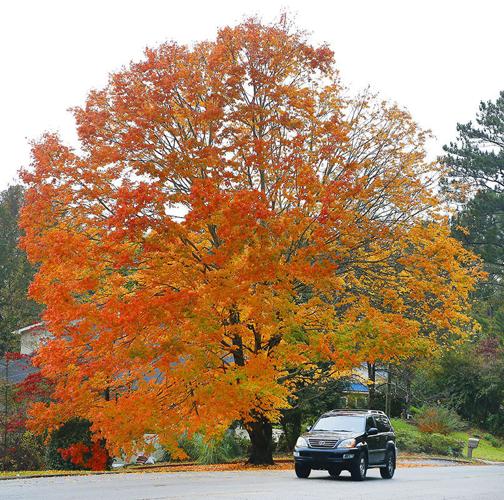 Photos: Fall Colors, Cheaha and Anniston | News | annistonstar.com