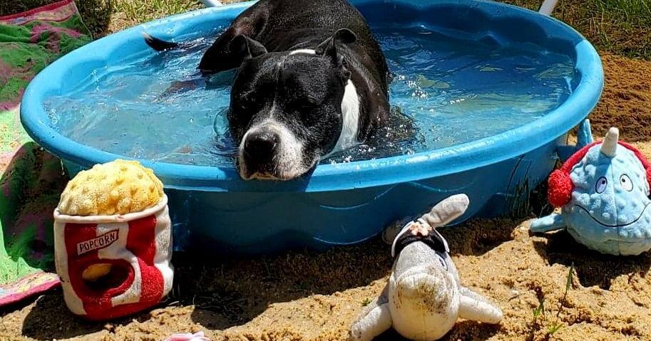 Anniston Animal Shelter: Wilco | Community | annistonstar.com