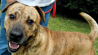 Anniston Animal Shelter: Brady | Features | annistonstar.com