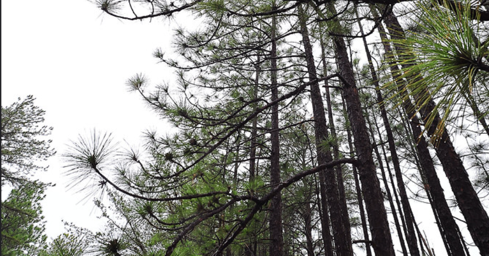 Mountain Longleaf National Wildlife Refuge protects old growth forests ...