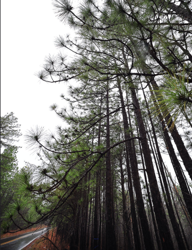 old growth longleaf pine