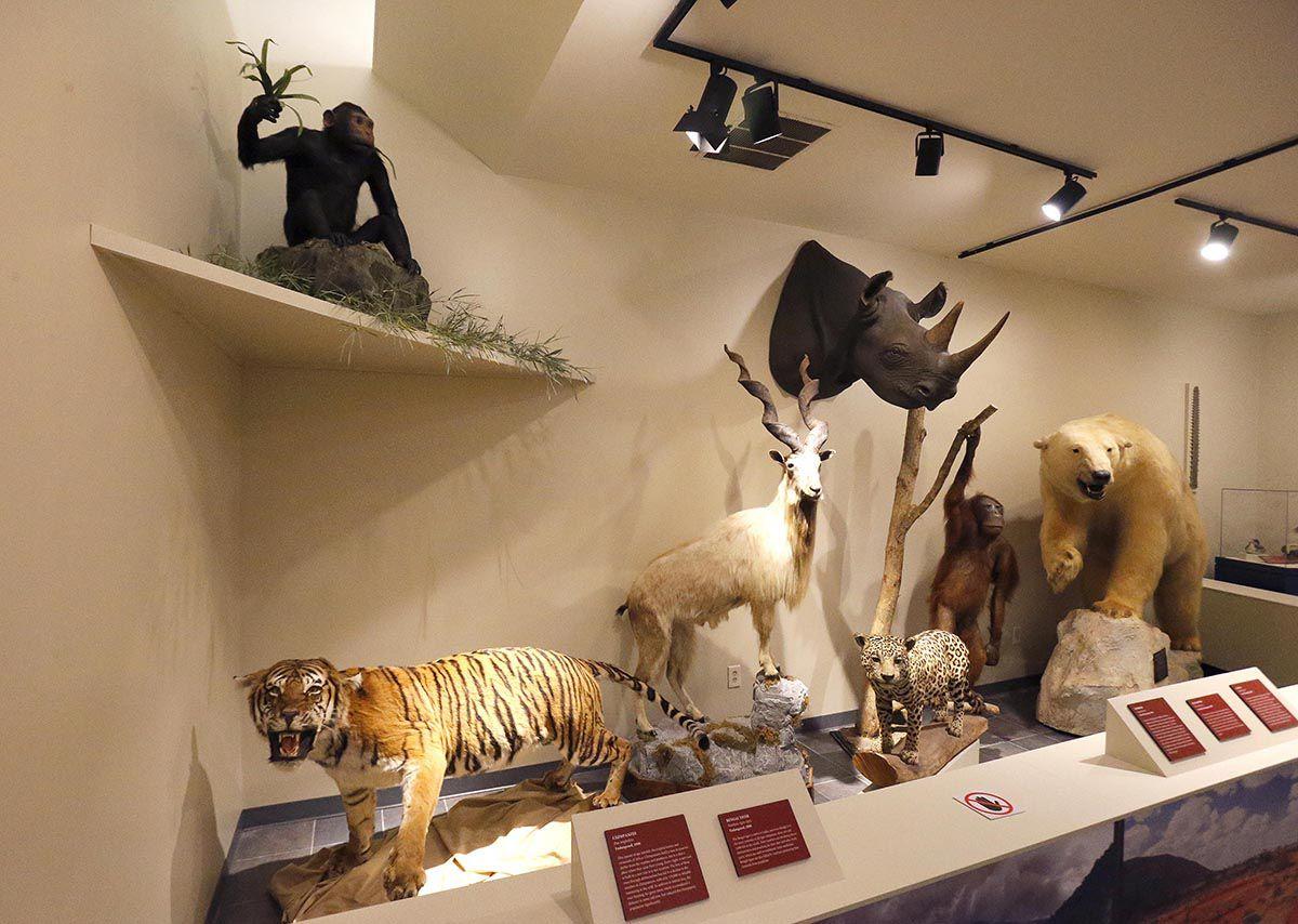 New Anniston Museum exhibit focuses on endangered animals | Artists in ...