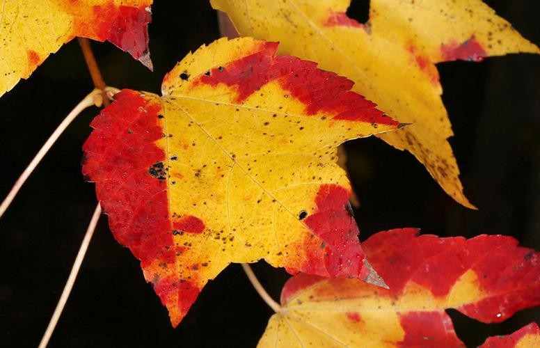 Photos: Fall Colors, Cheaha and Anniston | News | annistonstar.com
