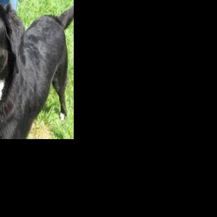 Anniston Animal Shelter: Bella | Features | annistonstar.com