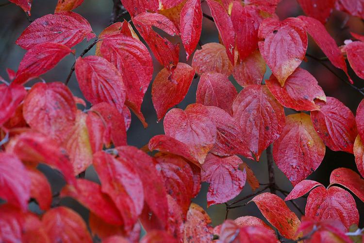 Photos: Fall Colors, Cheaha and Anniston | News | annistonstar.com