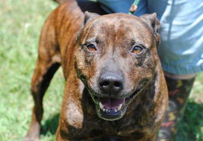 Anniston Animal Shelter: Baxter | Community | annistonstar.com