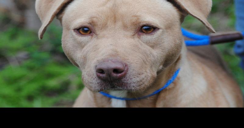 Anniston Animal Shelter: Renate | Community | annistonstar.com