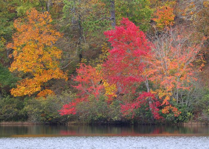 Photos: Fall Color on Cheaha Mountain | Features | annistonstar.com