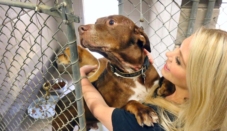 Anniston animal group sheltering dogs evacuated from areas hit by ...