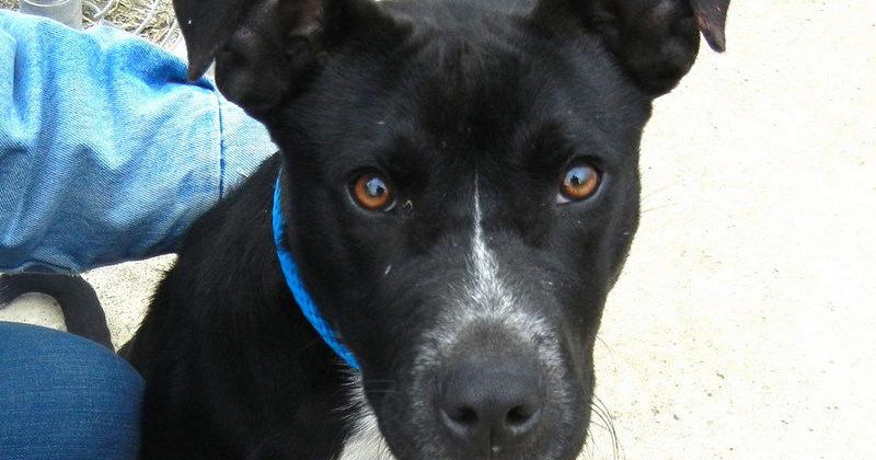 Anniston Animal Shelter: Hero | Community | annistonstar.com