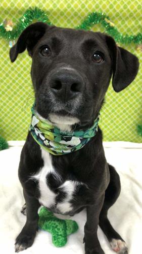 League for Animal Welfare: Jak | Community | annistonstar.com