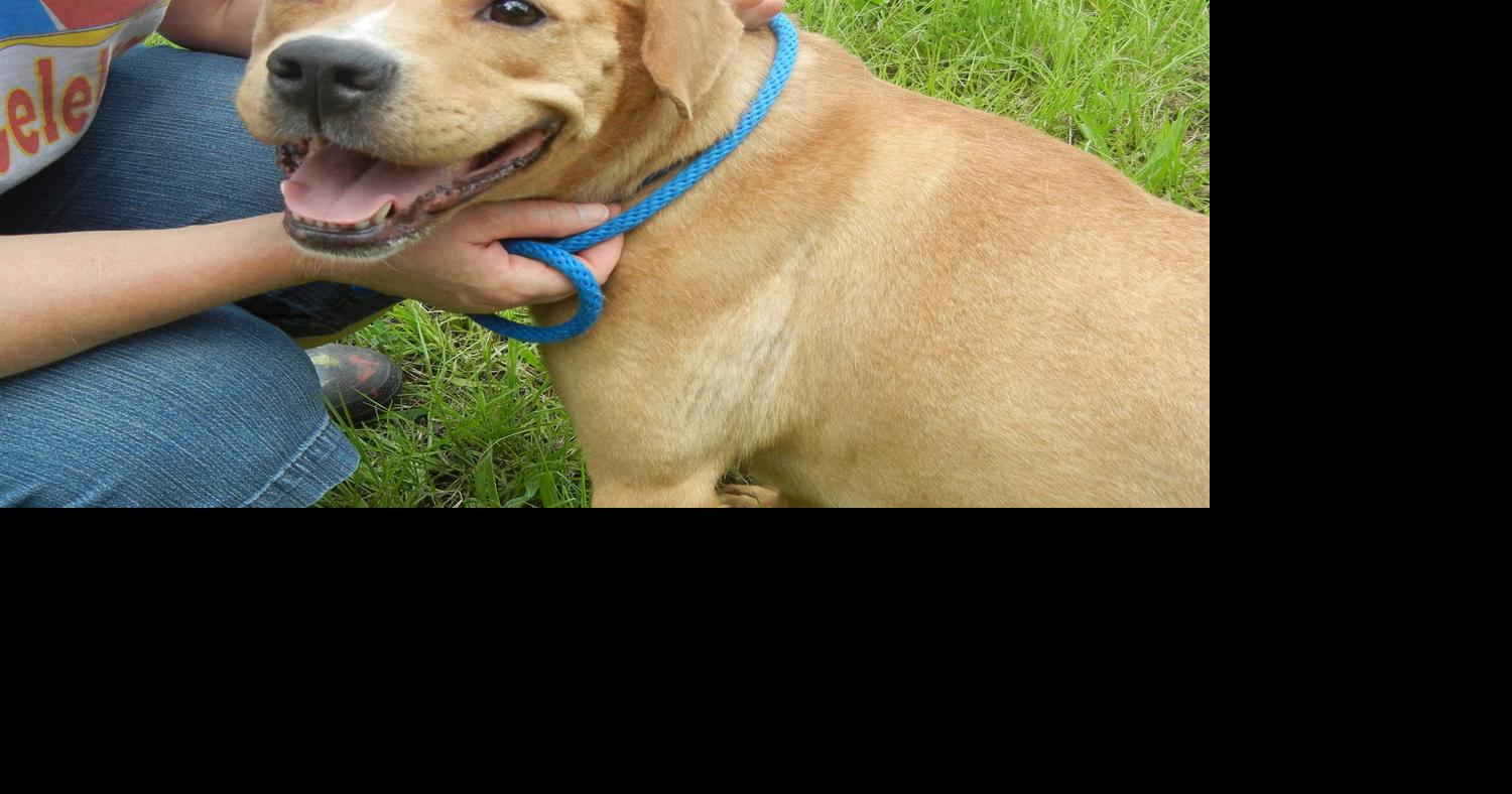Anniston Animal Shelter: Audrey | Community | annistonstar.com