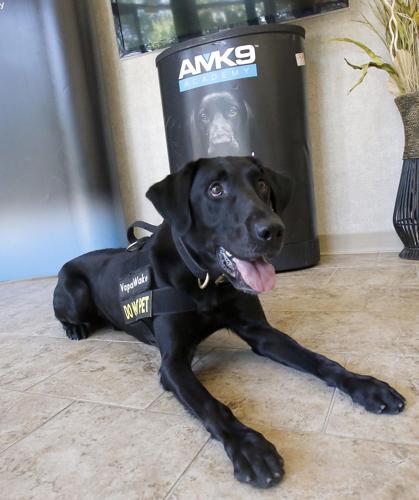 McClellan facility gets patent for drug-sniffing dogs | News ...
