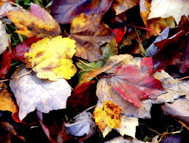 2018 Fall Color | Slideshows | annistonstar.com
