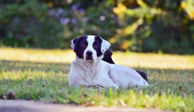 Anniston temporarily suspends animal control vouchers due to full ...