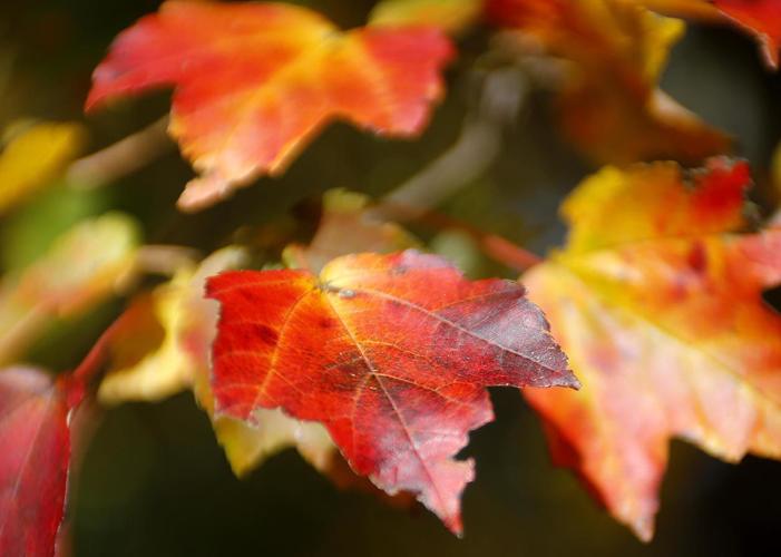2018 Fall Color | Slideshows | annistonstar.com