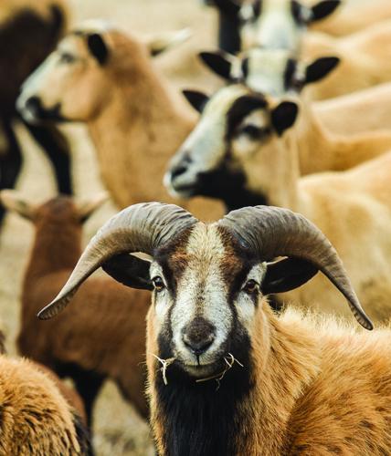 Frolicking flock of Barbado sheep | Life | annistonstar.com