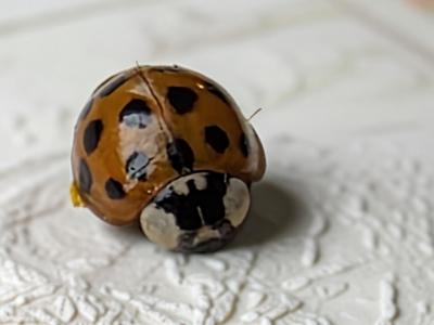 ‘Evil twin’ beetles swarm Alabama homes, threaten native species ...