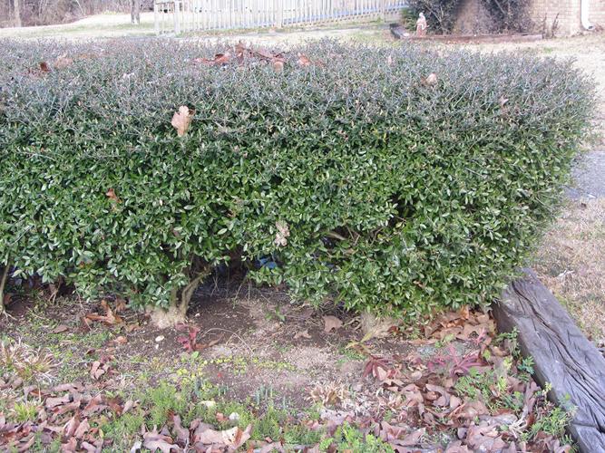 Perils of pruning: How NOT to trim your plants and trees | Home ...