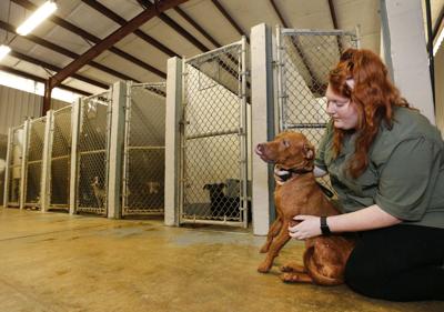After committee passage, Alabama Senate slows animal cruelty bill ...