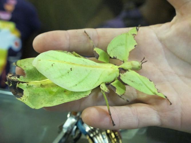 Bugging out: NOLA’s Audubon Butterfly Garden and Insectarium captivates ...