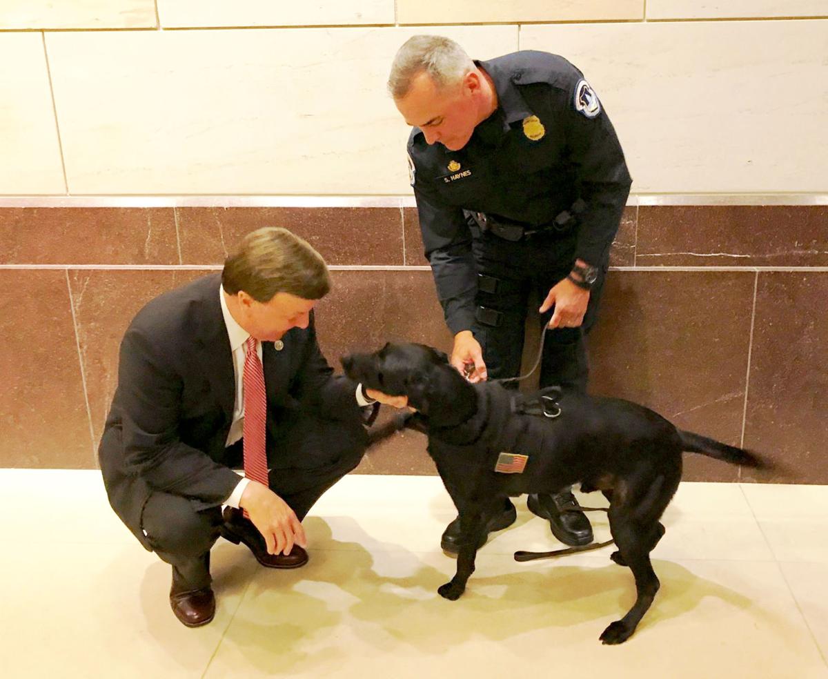 McClellan, Auburn University partner to breed more bomb-detecting dogs ...