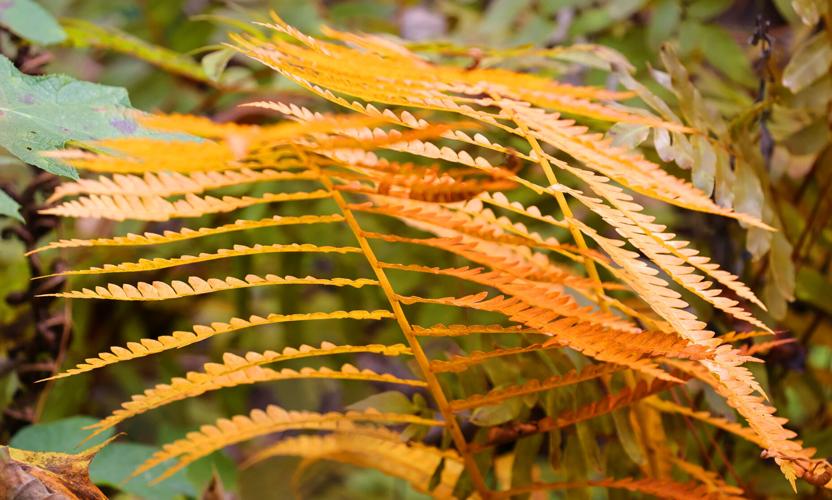 Photos: Fall Color on Cheaha Mountain | Features | annistonstar.com