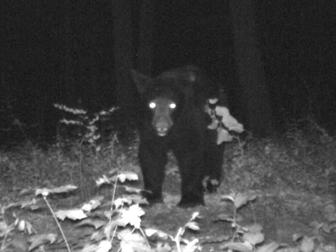 Forest experts, biologists: Black bears are in Alabama to stay | State ...