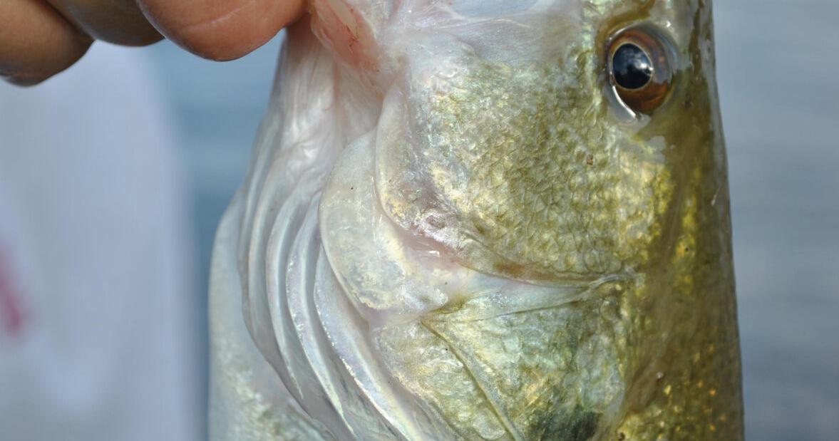 Anglers can fish for free Saturday, June 13 | The St. Clair Times ...