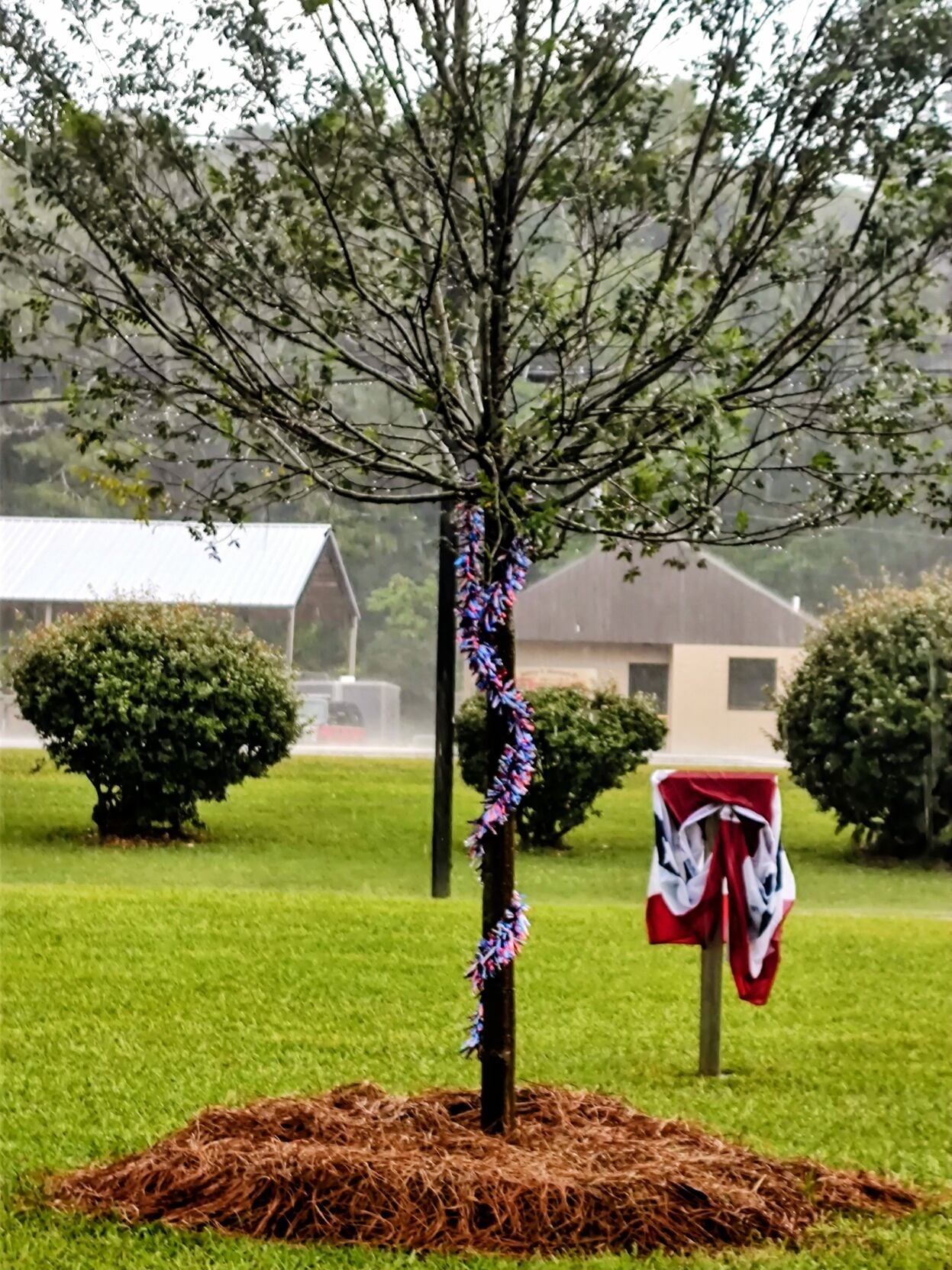 Steeped in history, Pell City’s Liberty Tree stands tall | News ...