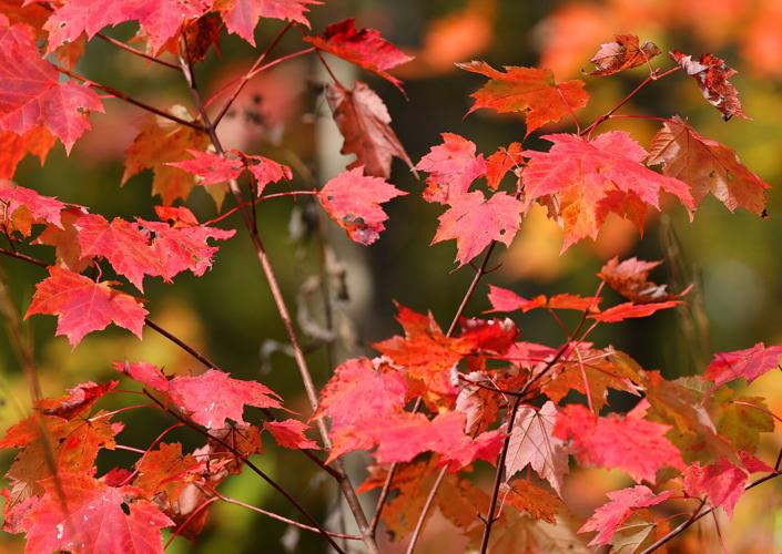 Photos: Fall Color on Cheaha Mountain | Features | annistonstar.com