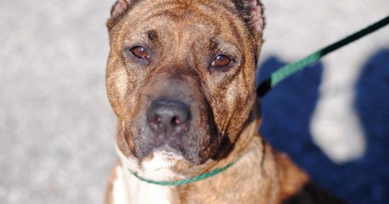 Anniston Animal Shelter: Cassie | Community | annistonstar.com