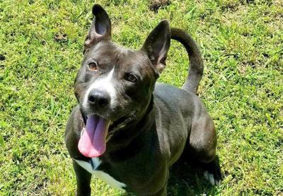 Anniston Animal Shelter: Benson | Community | annistonstar.com