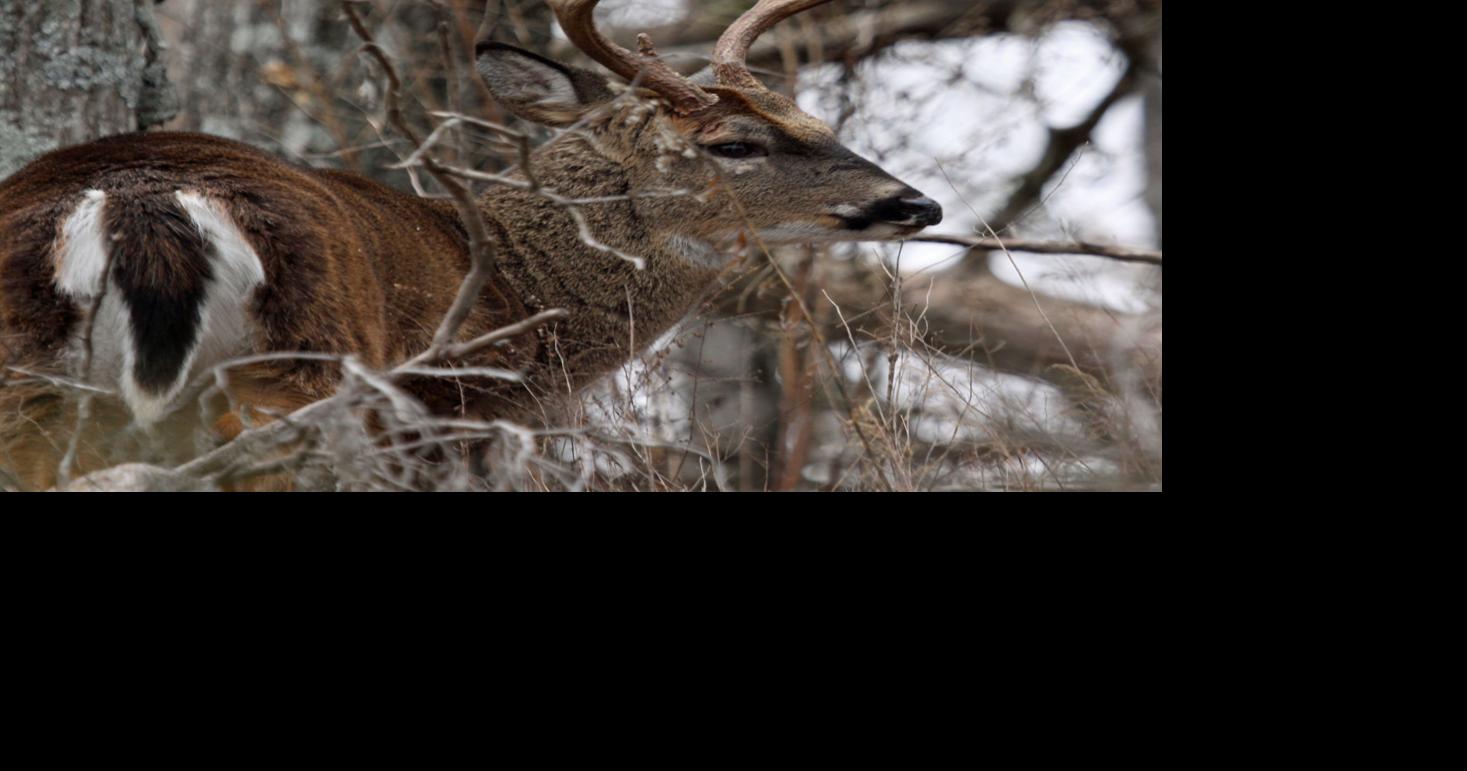 Outdoors: Deer speak, understanding deer vocalization to fill a buck ...