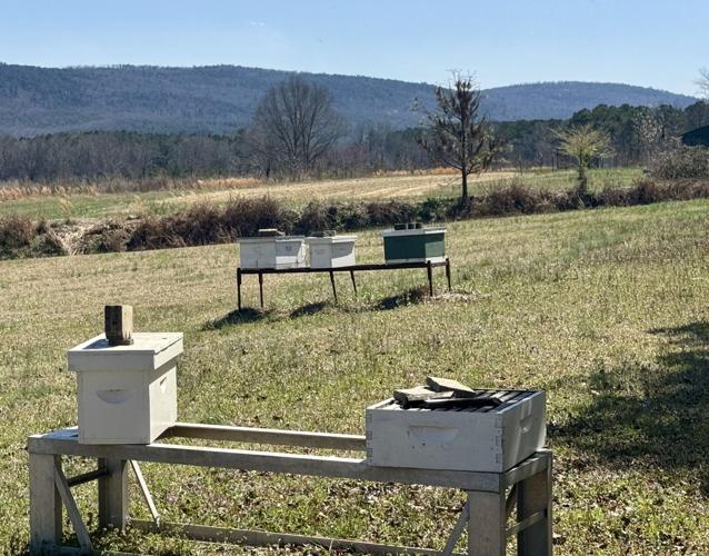 Field day brings in experienced and new beekeepers | Local News ...