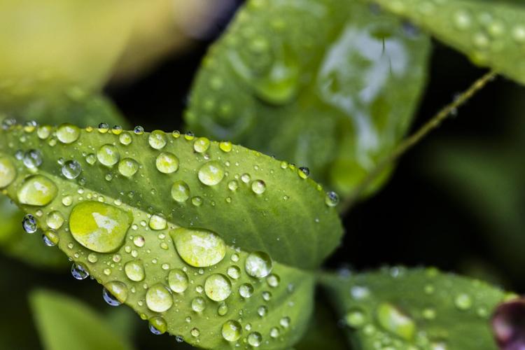 Photos: Misty Morning Dew | Slideshows | annistonstar.com