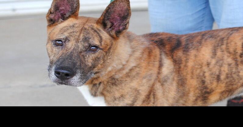 Anniston Animal Shelter: Buzz | Community | annistonstar.com