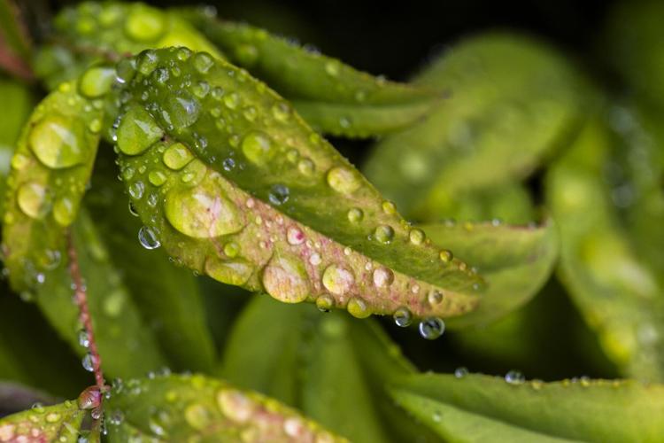 Photos: Misty Morning Dew | Slideshows | annistonstar.com