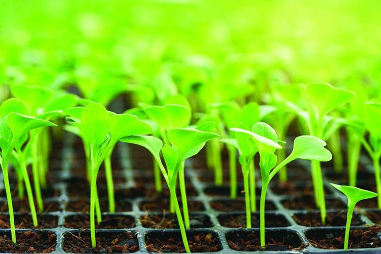 Seed starting workshop announced | The St. Clair Times | annistonstar.com