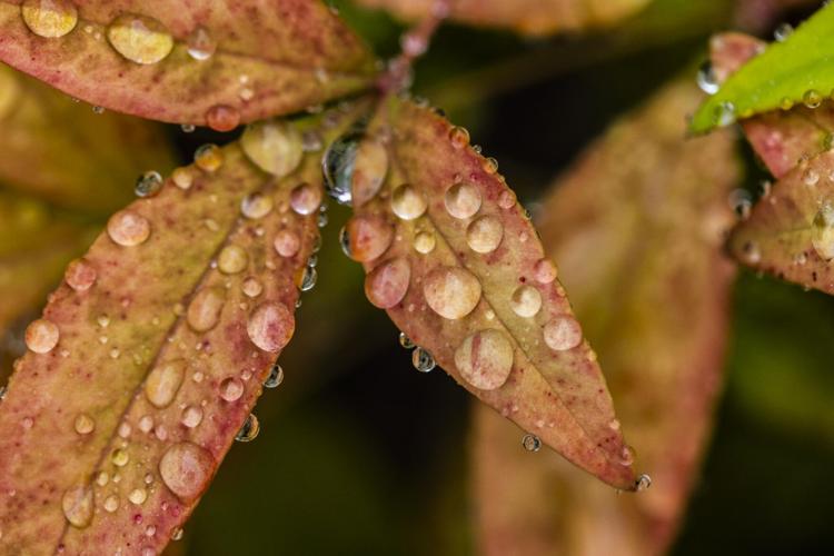 Photos: Misty Morning Dew | Slideshows | annistonstar.com