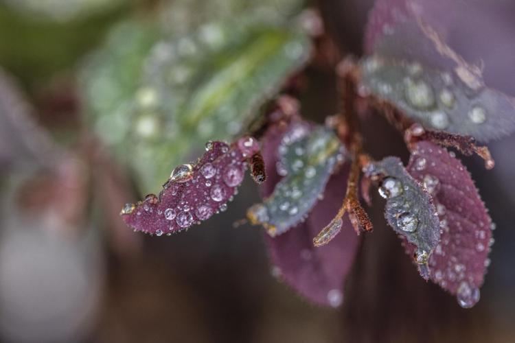 Photos: Misty Morning Dew | Slideshows | annistonstar.com