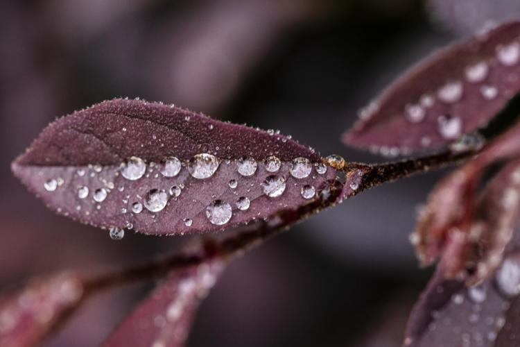 Photos: Misty Morning Dew | Slideshows | annistonstar.com