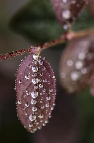 Photos: Misty Morning Dew | Slideshows | annistonstar.com