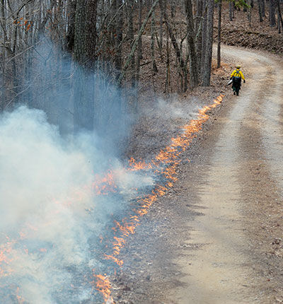 Prescribed burn being carried out in Pilgrim’s Rest region of forest ...